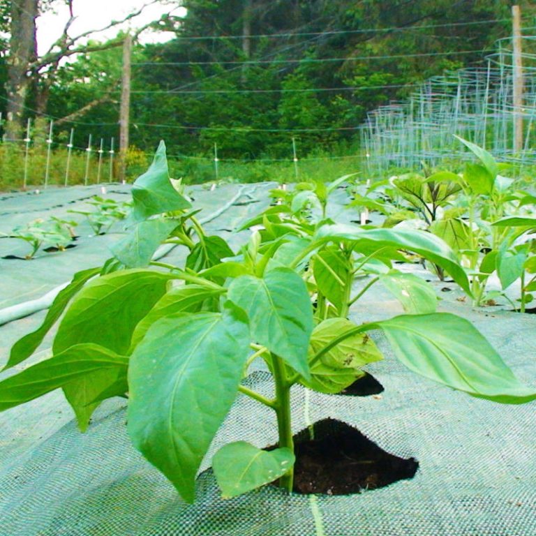 Customized requirements of weed mat | Weed Barrier Fabric Supplier ...